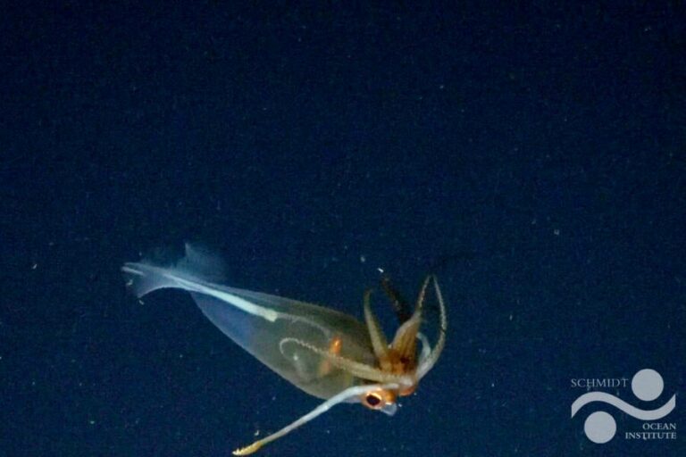 Giant of the Deep: Colossal Squid Spotted Alive for the First Time Ever! – The Good, The Bad ...