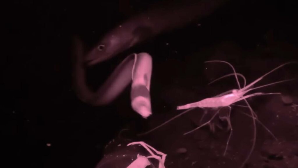 Night Vision Camera Reveals Unseen Horror Lurking in Ocean Depths—What ...